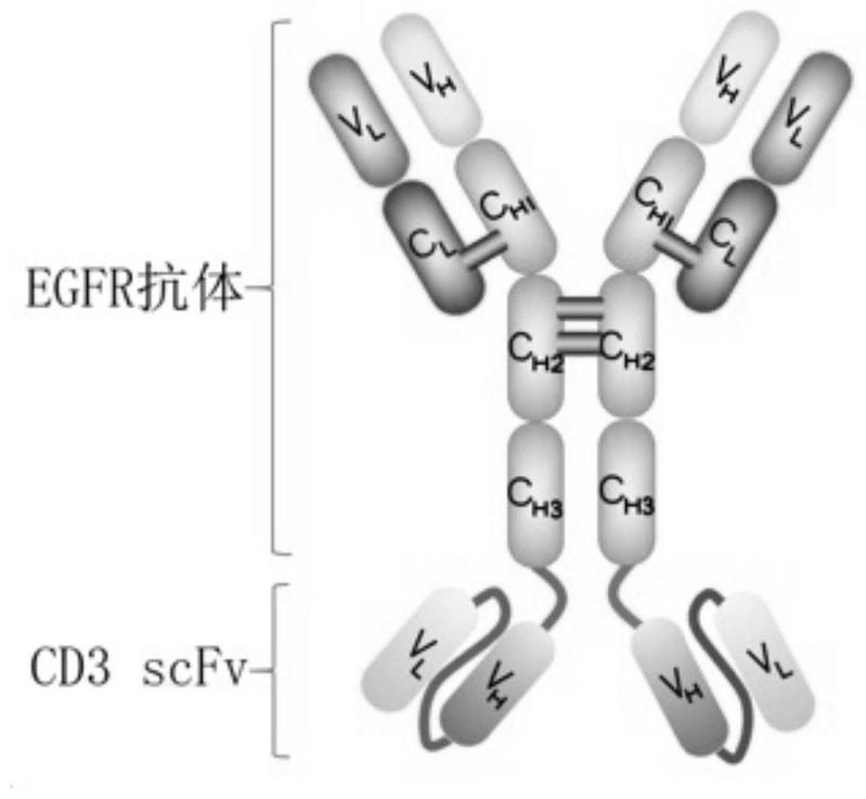 EGFR-CD3双功能抗体及其应用 - 爱企查