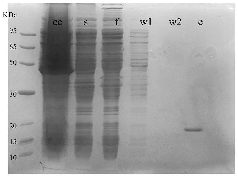 能瓦解细菌生物被膜和杀灭细菌的蛋白酶LasA及应用 - 爱企查