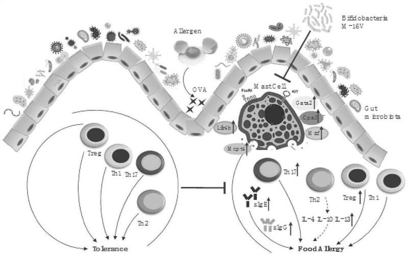 一种短双歧杆菌M-16V在制备缓解卵清蛋白诱导的食物过敏药物中的应用 - 爱企查