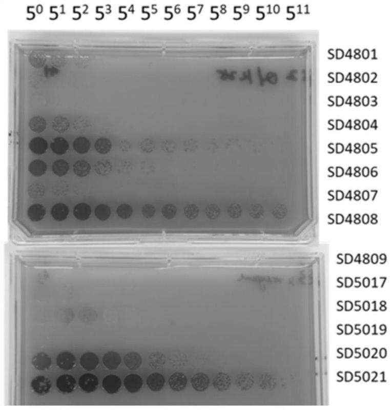 类球红细菌接合转化方法 - 爱企查