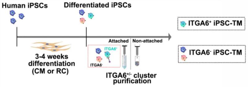 ITGA6阳性iPSC源小梁网类细胞在制备治疗高眼压疾病药物中的应用及筛选方法 - 爱企查