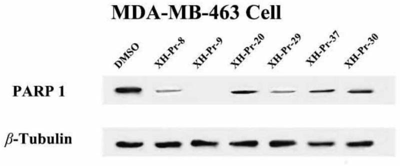 一类抑制并降解PARP的化合物及应用 - 爱企查