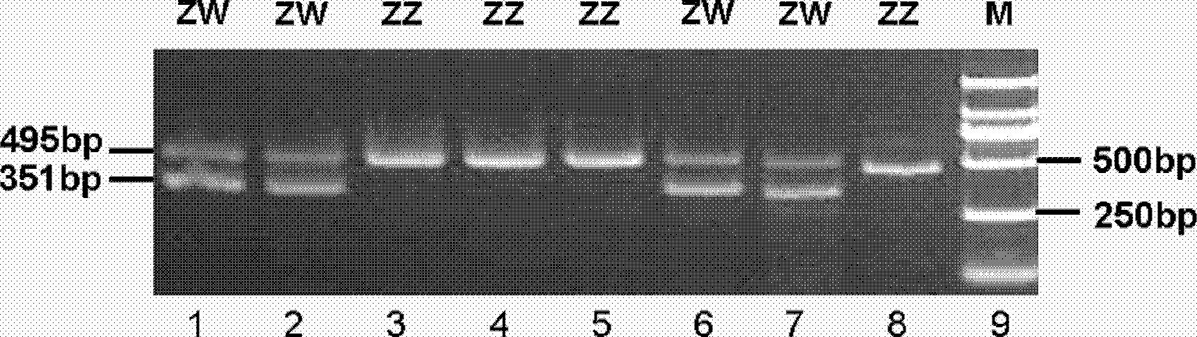 X鸭性别鉴定用PCR引物、鉴定方法及试剂盒 - 爱企查