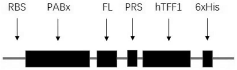 PAB蛋白在构建具有类伴侣样蛋白作用的融合蛋白表达载体中的应用 - 爱企查