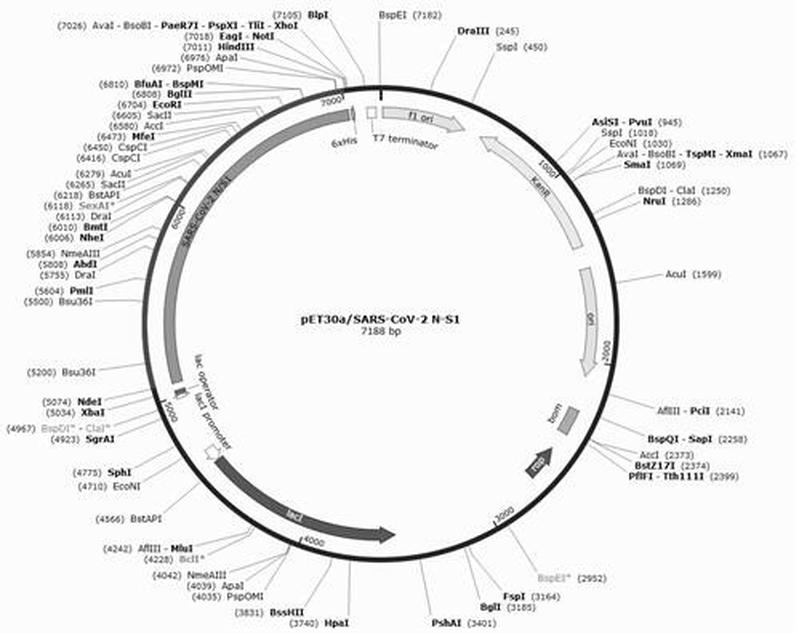 一种SARS-CoV-2N/S1（RBD）重组蛋白及制备方法和应用 - 爱企查